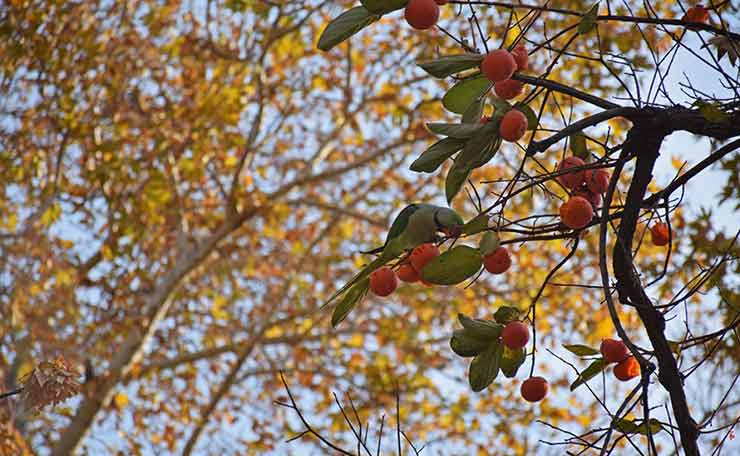 باغ ایرانی تهران، حضور یک سبزینگی میان دود و دم